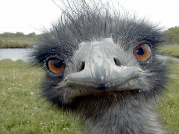 Warum ein handgemaltes Tierbild sein Geld wert ist: Ein Blick hinter ...