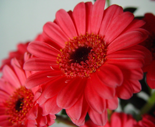 Gerbera zum Blühen bringen: Die ehrlichen Tricks eines Gärtners, die ...