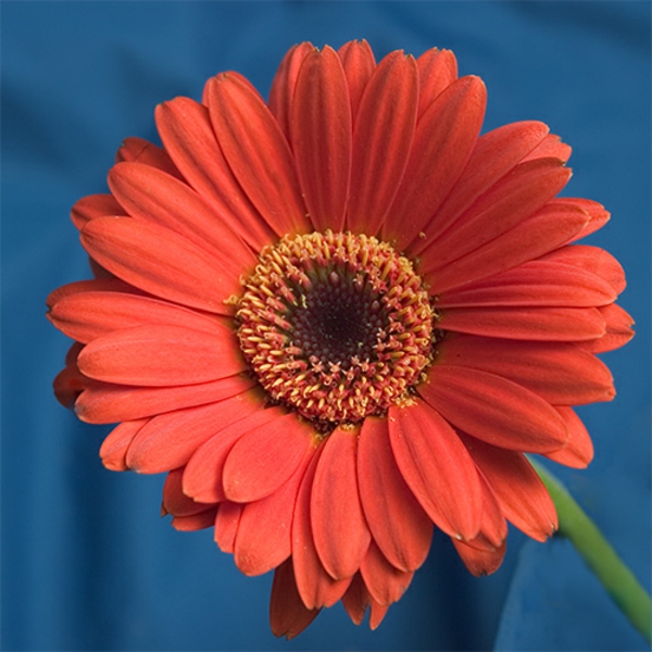 Gerbera zum Blühen bringen: Die ehrlichen Tricks eines Gärtners, die ...