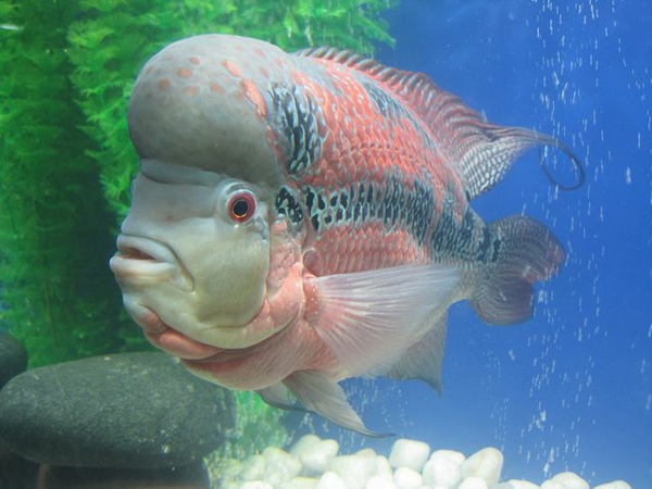 50 wunderschöne Fische - Bilder zum Erstaunen