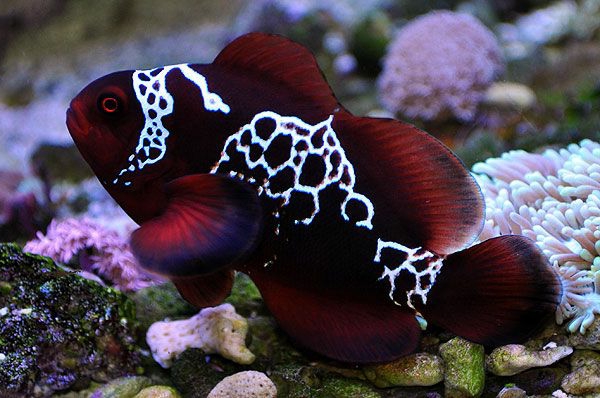 50 wunderschöne Fische - Bilder zum Erstaunen - Archzine.net