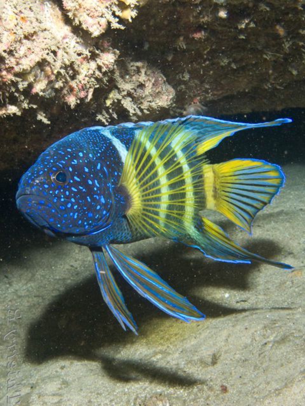 50 wunderschöne Fische - Bilder zum Erstaunen