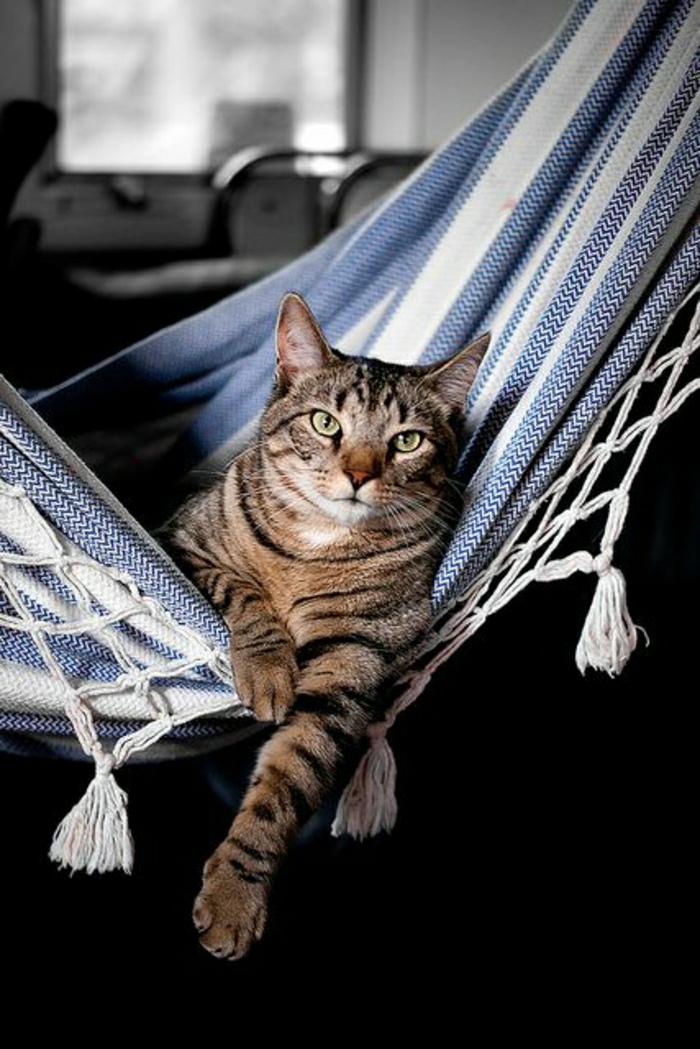 Wunderbar Hangematte Fur Katzen Bilder