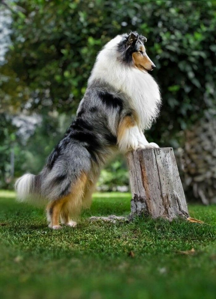 Die süßesten Bilder von Hunden! - Archzine.net