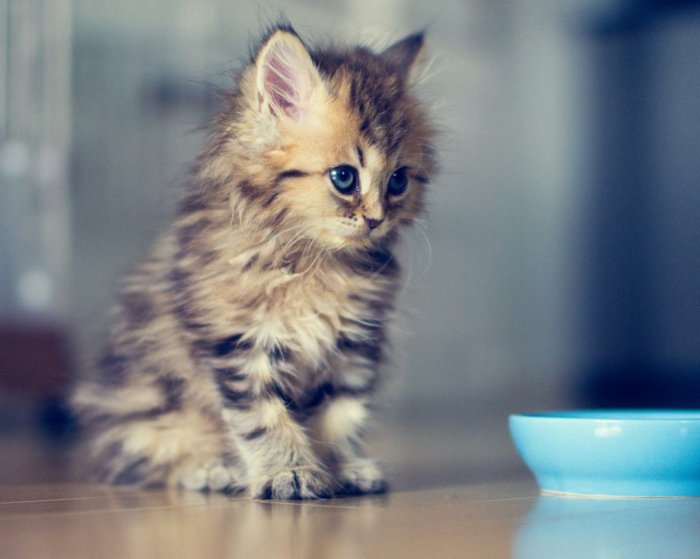 57 Katzenbilder Hintergrundbilder S e Katzenbabys Kostenloser Habboplazz