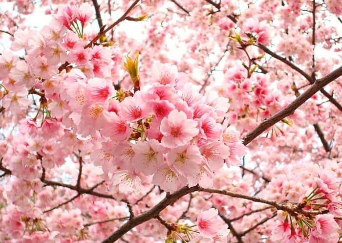 Japanische Kirschblüte – erleben Sie Japan
