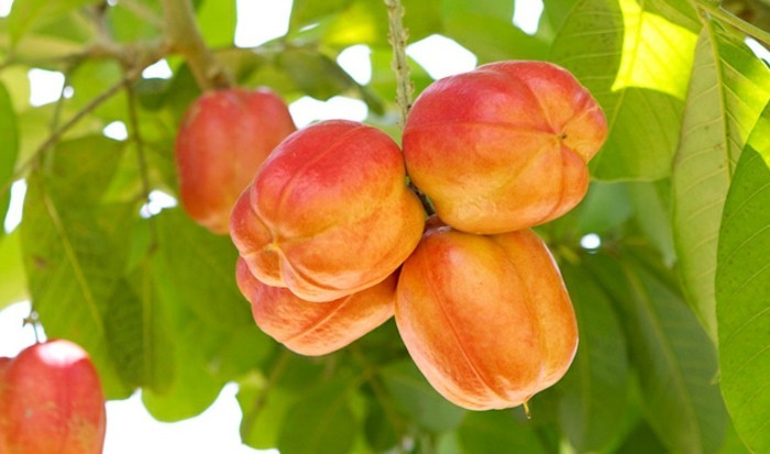 Schluss mit wässrigen Mangos: So kaufst und genießt du exotische ...