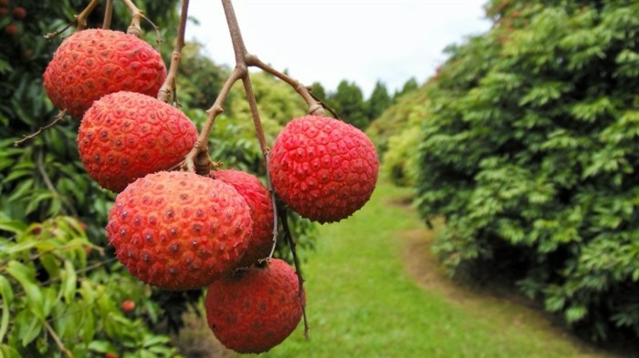 Exotische Früchte – eine Reise beim Essen - ArchZine.net