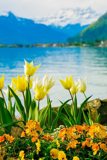 Blumenarten von A bis Z – die Blumenwelt näher kennenlernen