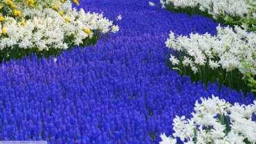 Blumenarten von A bis Z – die Blumenwelt näher kennenlernen