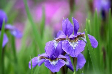 Blumenarten von A bis Z – die Blumenwelt näher kennenlernen