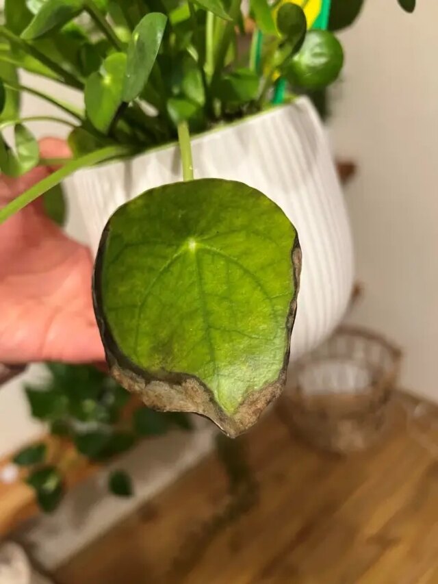 Chinesischer Geldbaum Pflege: Diese 5 Sachen sollen Sie wissen!